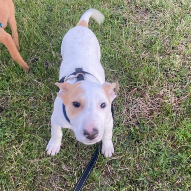 Ollie - Small Male Mixed Breed Dog in VIC - PetRescue