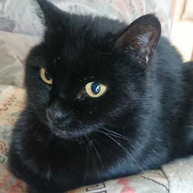 Chatterbox ** 2nd Chance Cat Rescue** - Female Domestic Short Hair Cat ...