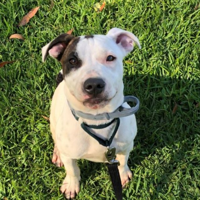 Eric - Medium Male American Staffordshire Terrier Mix Dog in NSW ...
