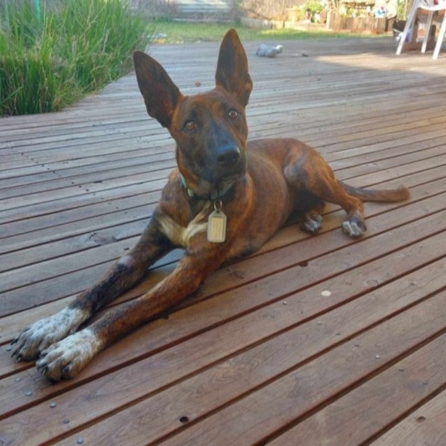Turtledove - Medium Female Australian Kelpie x German Shepherd Dog Mix ...