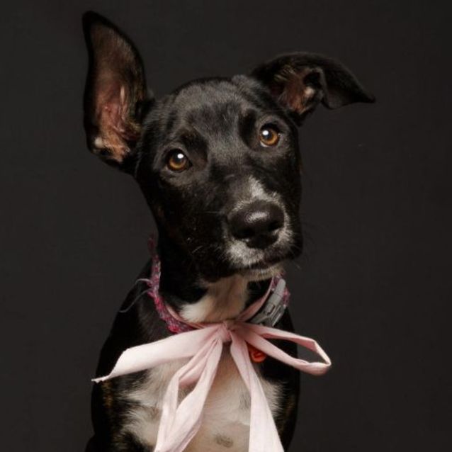 Adele - Medium Female Kelpie Mix Dog in QLD - PetRescue