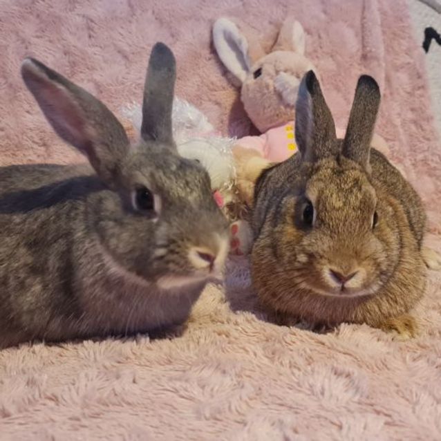 Penny & Pebbles (Located in West Melbourne) - Female Flemish Giant x ...