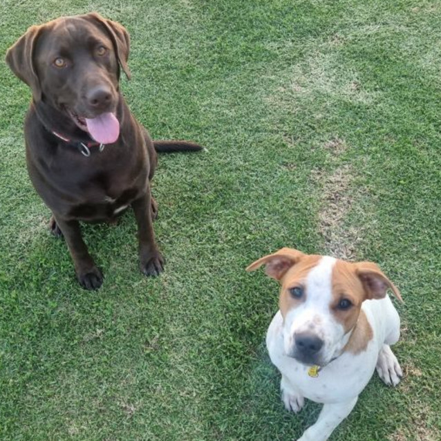 Smee - Medium Male Bull Arab Mix Dog in VIC - PetRescue