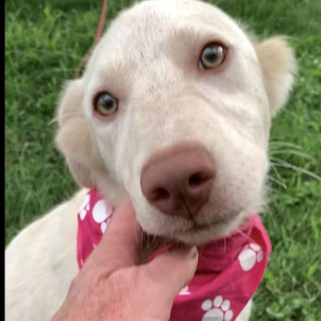 Lily - Large Female Labrador x Maremma Sheepdog Mix Dog in NSW - PetRescue