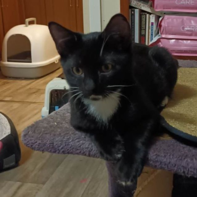 Springhill **2nd Chance Cat Rescue** - Male Domestic Short Hair Cat in ...