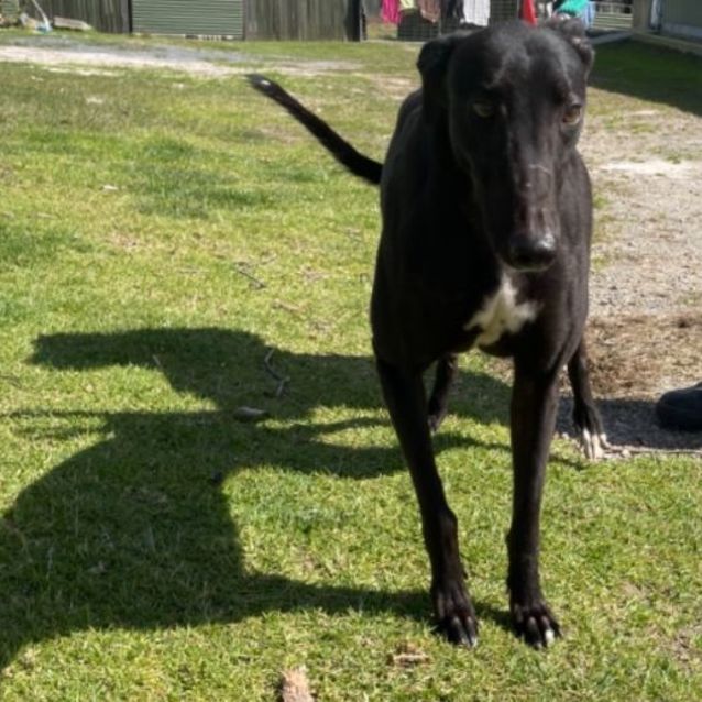 Lee - Large Female Greyhound Dog in NSW - PetRescue