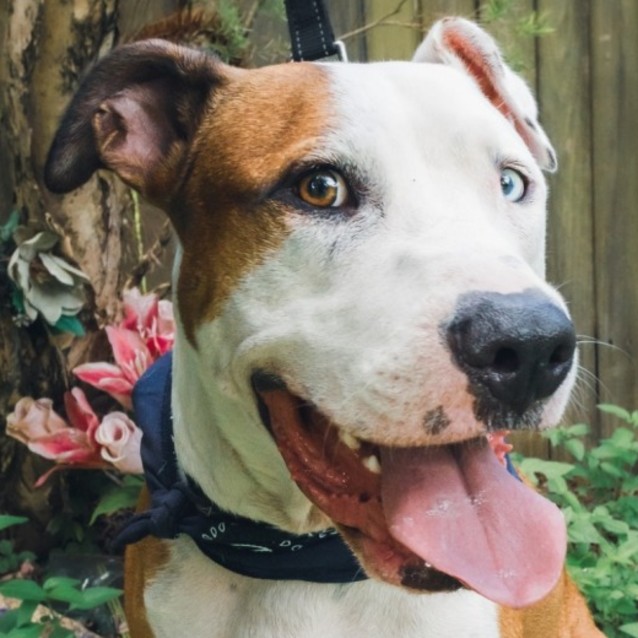 Theo - Large Male Bull Arab Dog in QLD - PetRescue