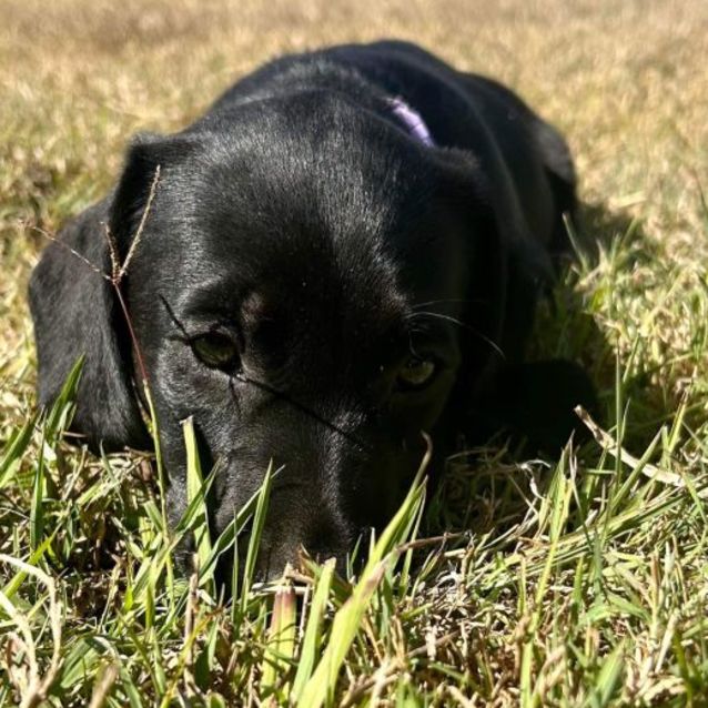 Maggie - Medium Female Labrador x Dachshund Mix Dog in QLD - PetRescue