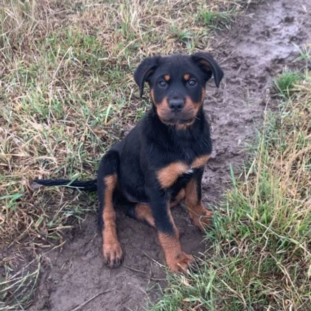 Tilly - Large Female Rottweiler Mix Dog in ACT - PetRescue