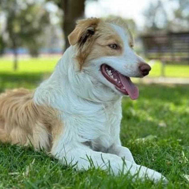 Lou - Medium Male Border Collie Dog in VIC - PetRescue