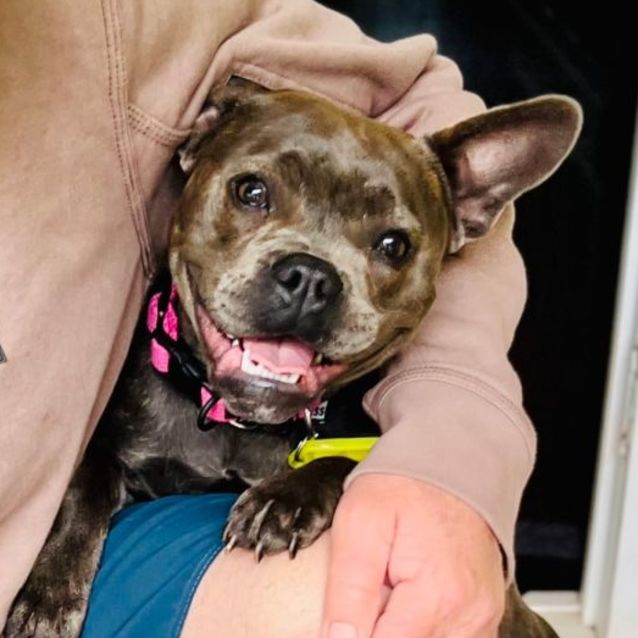 Billie-Girl - Medium Female French Bulldog x Staffy Mix Dog in QLD ...