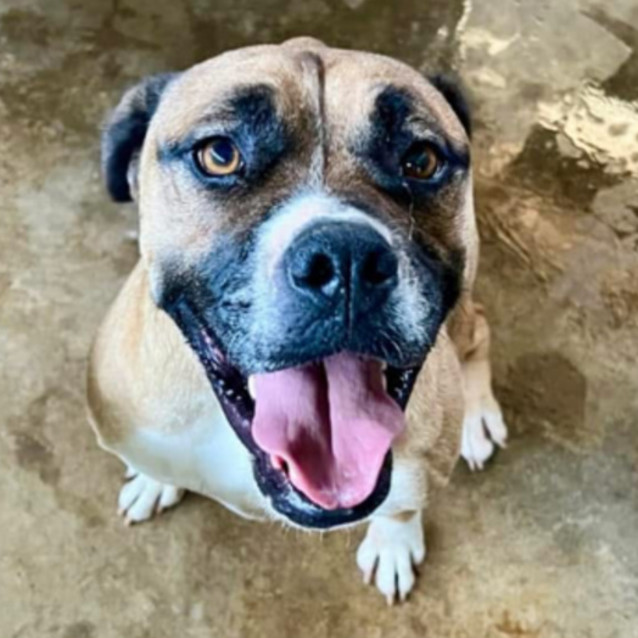Bella - Medium Female Boxer x Labrador Retriever Dog in VIC - PetRescue