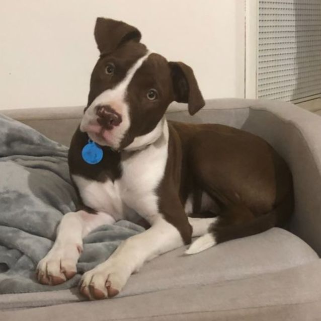 Massimo - Large Male Bull Arab x Staffy Mix Dog in VIC - PetRescue