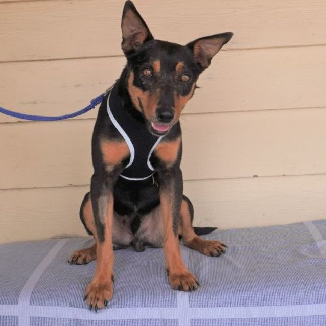 Archie - Medium Male Kelpie x Koolie Dog in WA - PetRescue