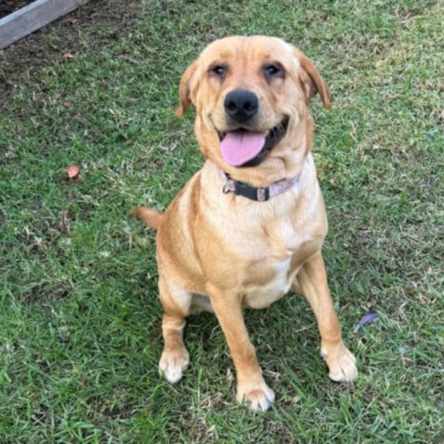Maya - Medium Female Labrador Mix Dog in VIC - PetRescue