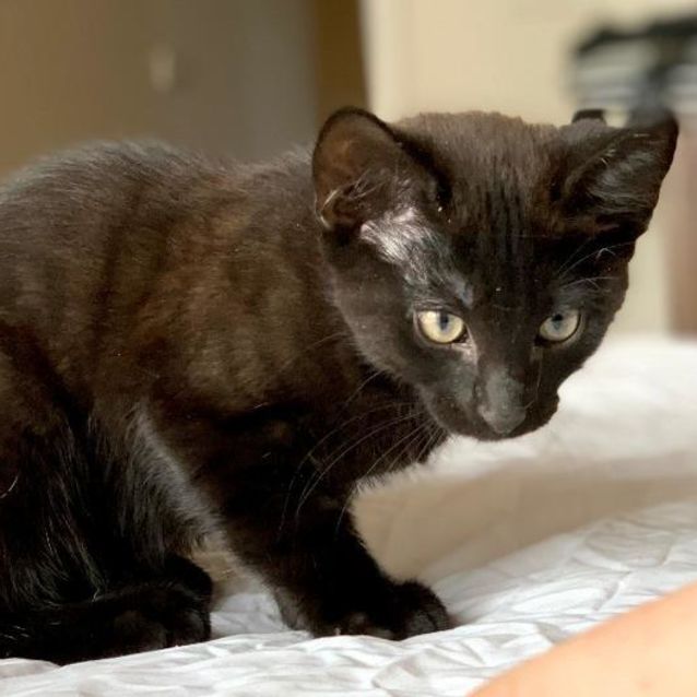 Tazzy - Male Domestic Short Hair Cat in VIC - PetRescue