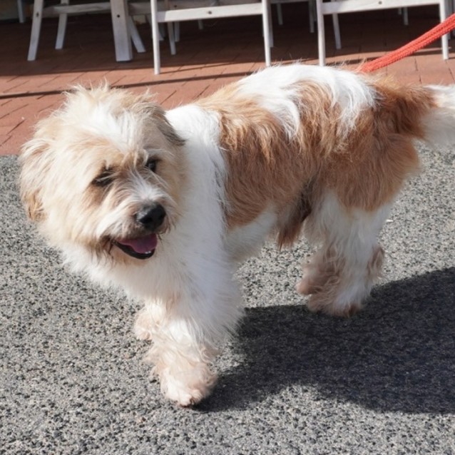 Hamish - Small Male West Highland White Terrier x Shih Tzu Dog in WA ...