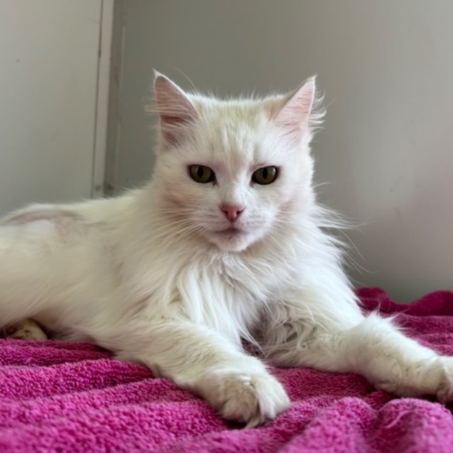 Milky - Female Turkish Angora Mix Cat in VIC - PetRescue