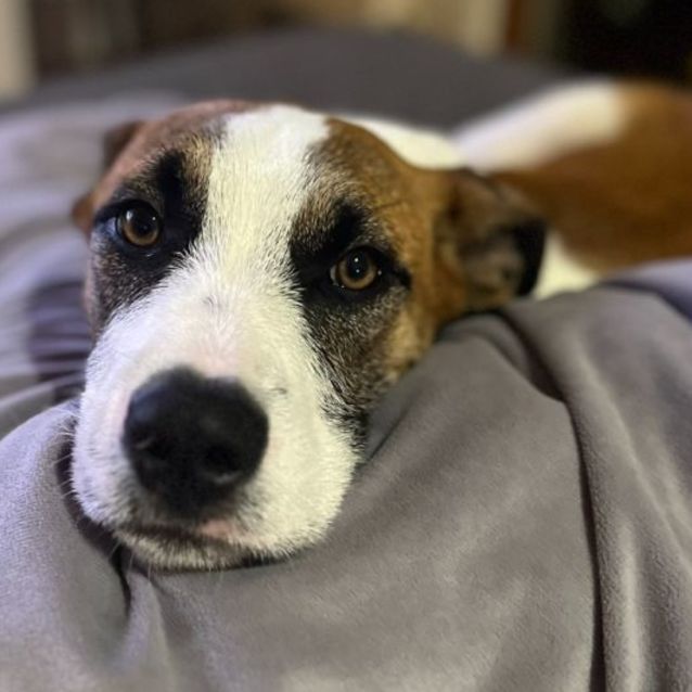 Sooni - Medium Female Bull Arab Mix Dog in VIC - PetRescue