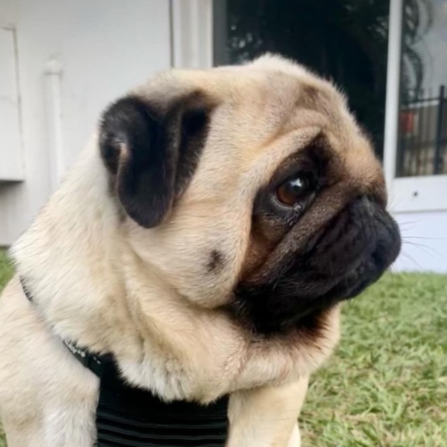 Eve - Small Female Pug Dog in QLD - PetRescue