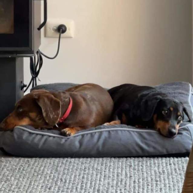 Wolfie and Western - Small Male Dachshund (Miniature Smooth Haired) Dog ...