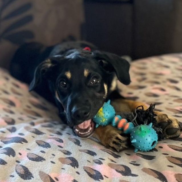 Zarabi - Medium Male Kelpie x Labrador Mix Dog in VIC - PetRescue