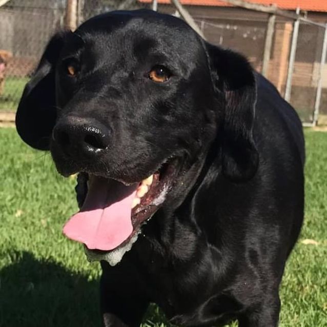 Ryder - Large Male Labrador Mix Dog in WA - PetRescue