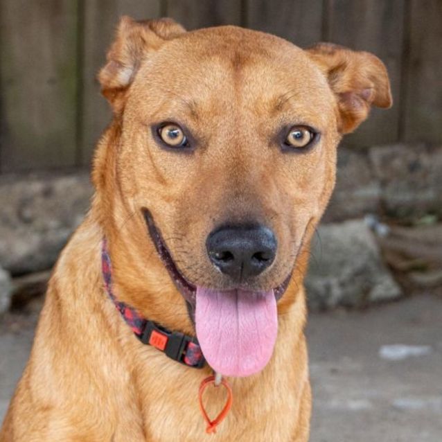 Stitch - Medium Male Rhodesian Ridgeback Mix Dog in QLD - PetRescue