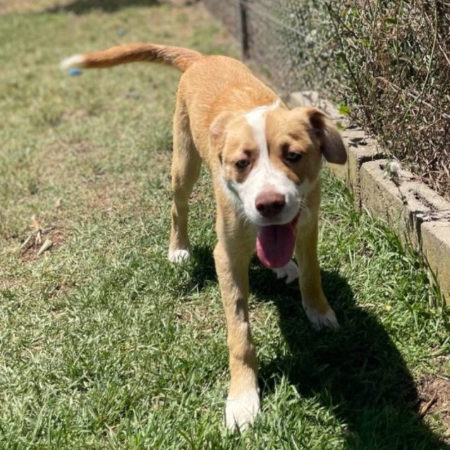 Sammy - Medium Male Siberian Husky Mix Dog in VIC - PetRescue