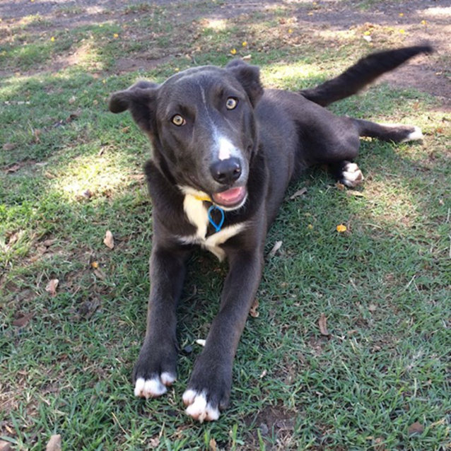 Lacey - Medium Female Kelpie x Border Collie Dog in QLD - PetRescue