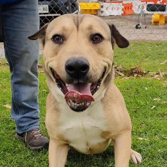 Dexter DL2472 - Medium Male Amstaff Mix Dog in WA - PetRescue