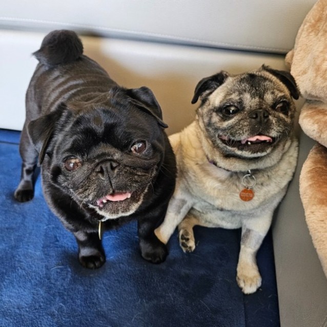 Dimple & Freckle - Small Female Pug Dog in VIC - PetRescue