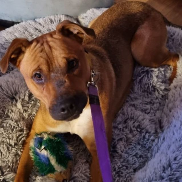 Bravo - Medium Male Boxer x Shar-Pei Mix Dog in VIC - PetRescue