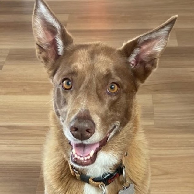 Pokie - Medium Female Australian Kelpie Dog in QLD - PetRescue