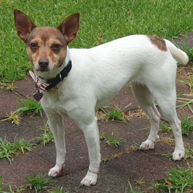 Molly - Small Female Tenterfield Terrier Dog in NSW - PetRescue