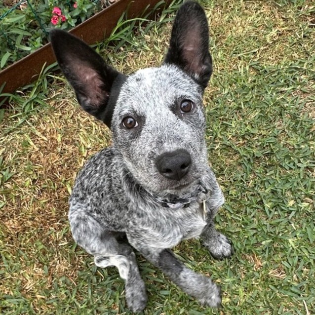 Kenna - Medium Female Australian Cattle Dog Mix Dog in VIC - PetRescue