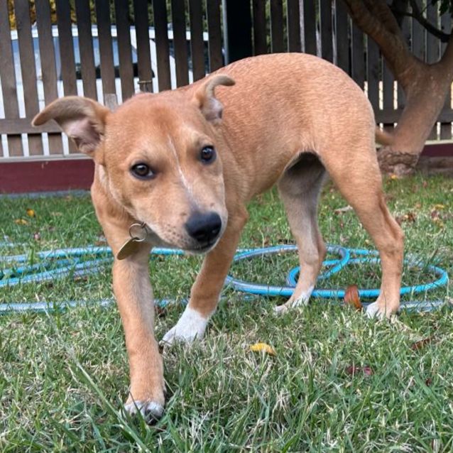 Nadia - Medium Female Staffy Mix Dog in VIC - PetRescue