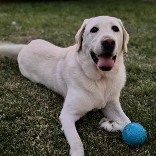 Belfie - Large Male Labrador Retriever Mix Dog in VIC - PetRescue