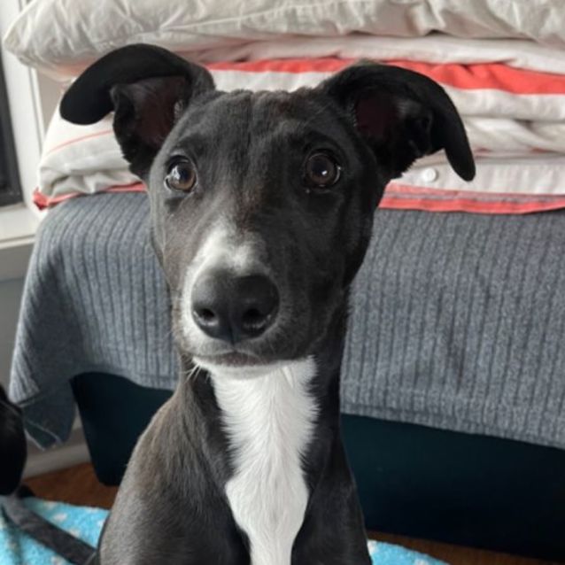 Possum - Medium Female Staghound Dog in VIC - PetRescue