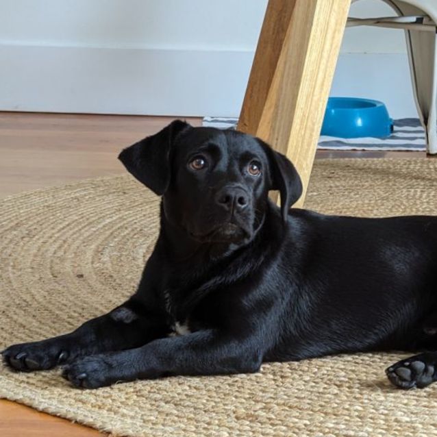 Bobsled - Small Male Labrador x Shih Tzu Mix Dog in NSW - PetRescue