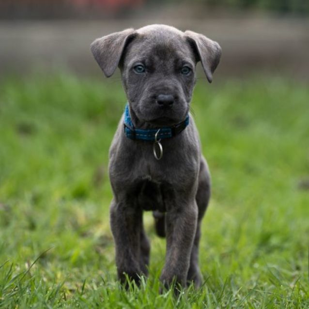 Shiitake - Medium Male American Staffordshire Terrier Mix Dog in VIC ...