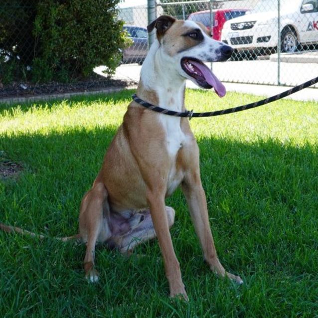 Hendrix - Medium Male Greyhound x Kelpie Dog in WA - PetRescue