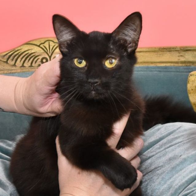Inky - Female Domestic Medium Hair Cat in QLD - PetRescue