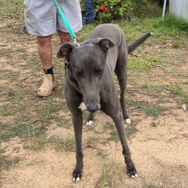 Bluey - Large Male Greyhound Dog in NSW - PetRescue