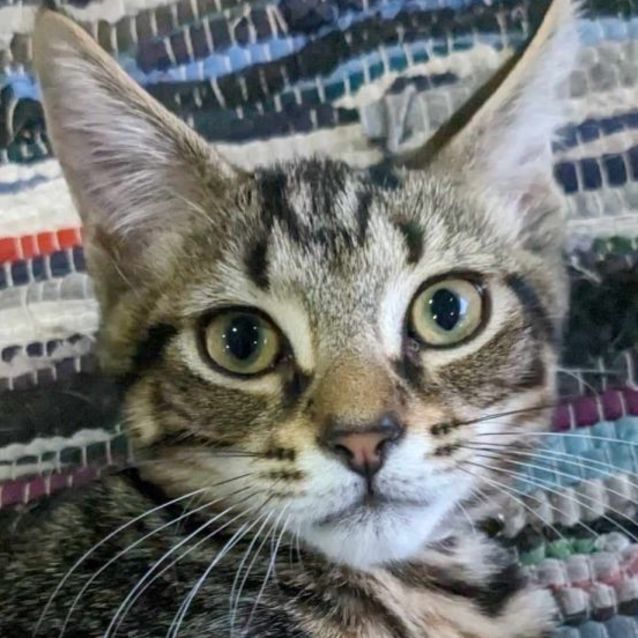 Philbert - Male Domestic Short Hair Cat in NSW - PetRescue