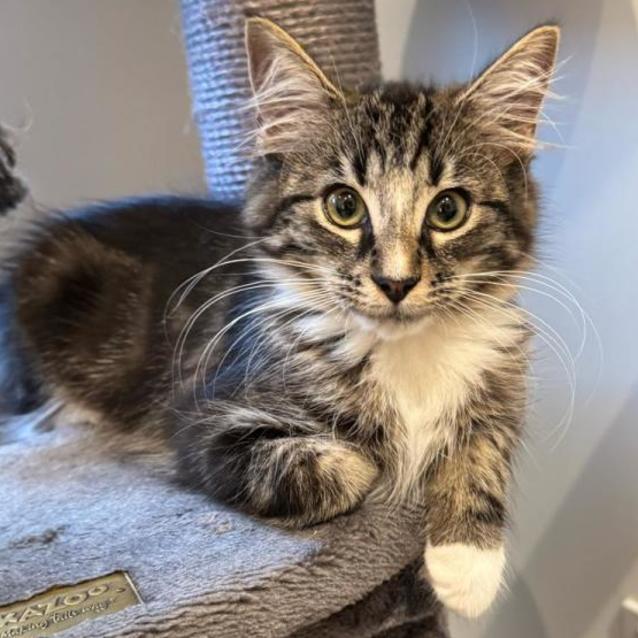 Blakey - Male Domestic Medium Hair (DMH) Cat in NSW - PetRescue