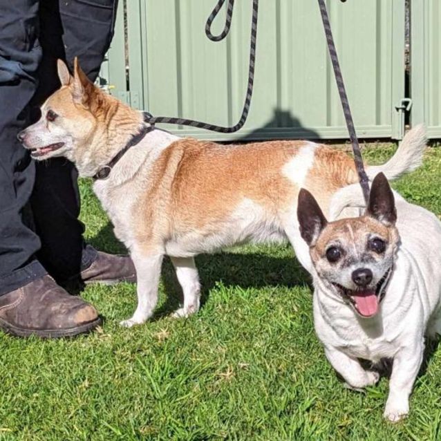 Missy & Roxy - Small Female Miniature Fox Terrier Mix Dog in NSW ...