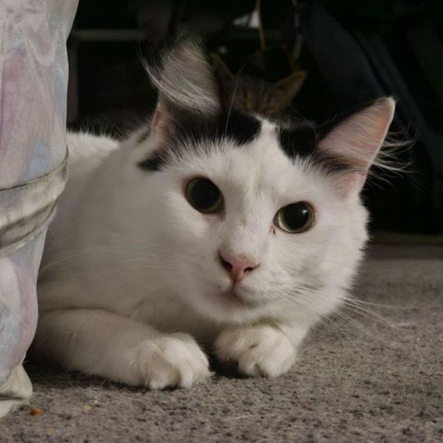 Daphy - Female Domestic Medium Hair Cat in VIC - PetRescue