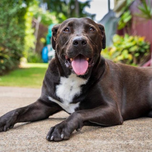 Cole - Large Male Labrador x American Bulldog Mix Dog in QLD - PetRescue