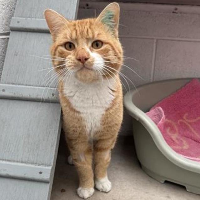 Ginger - Male Domestic Short Hair (DSH) Cat in VIC - PetRescue